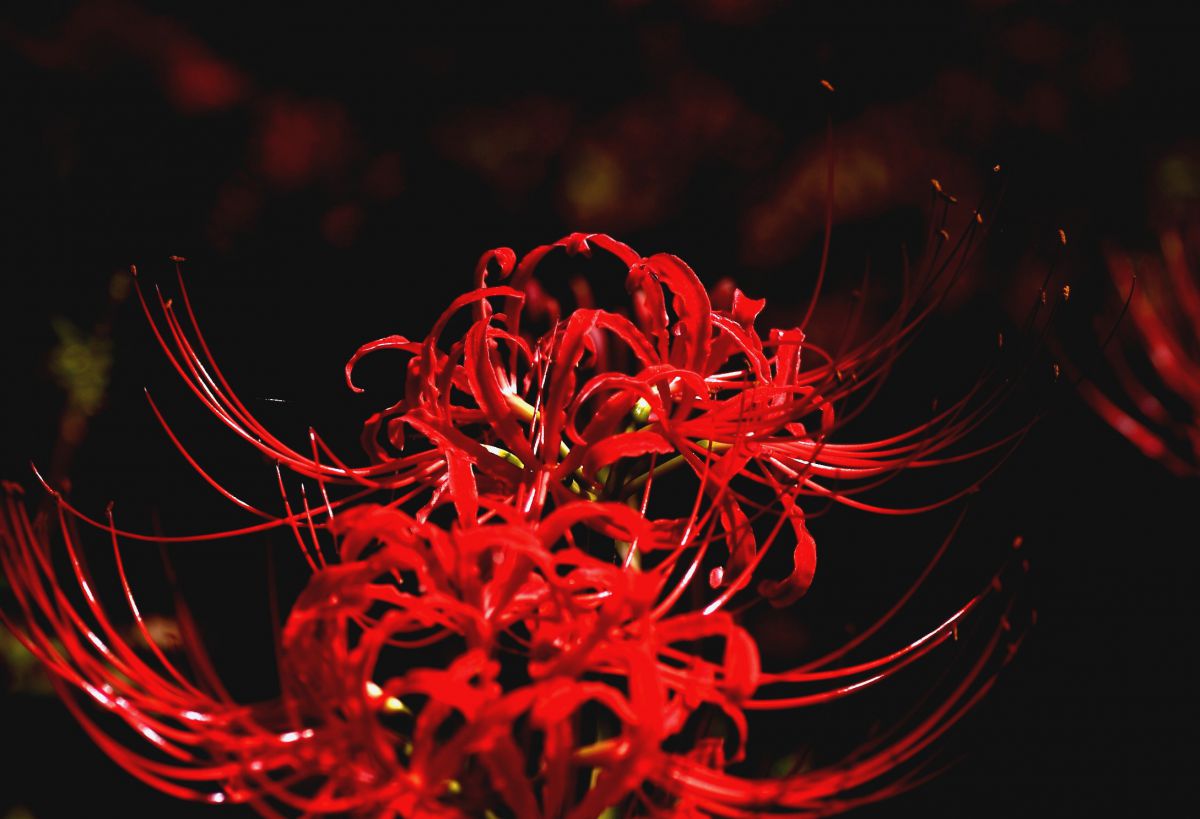 羽ばたき | GANREF