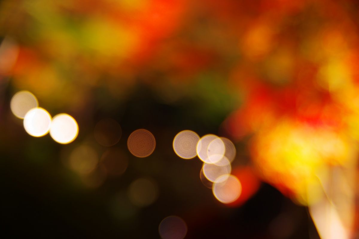 Shine&Leaves | GANREF