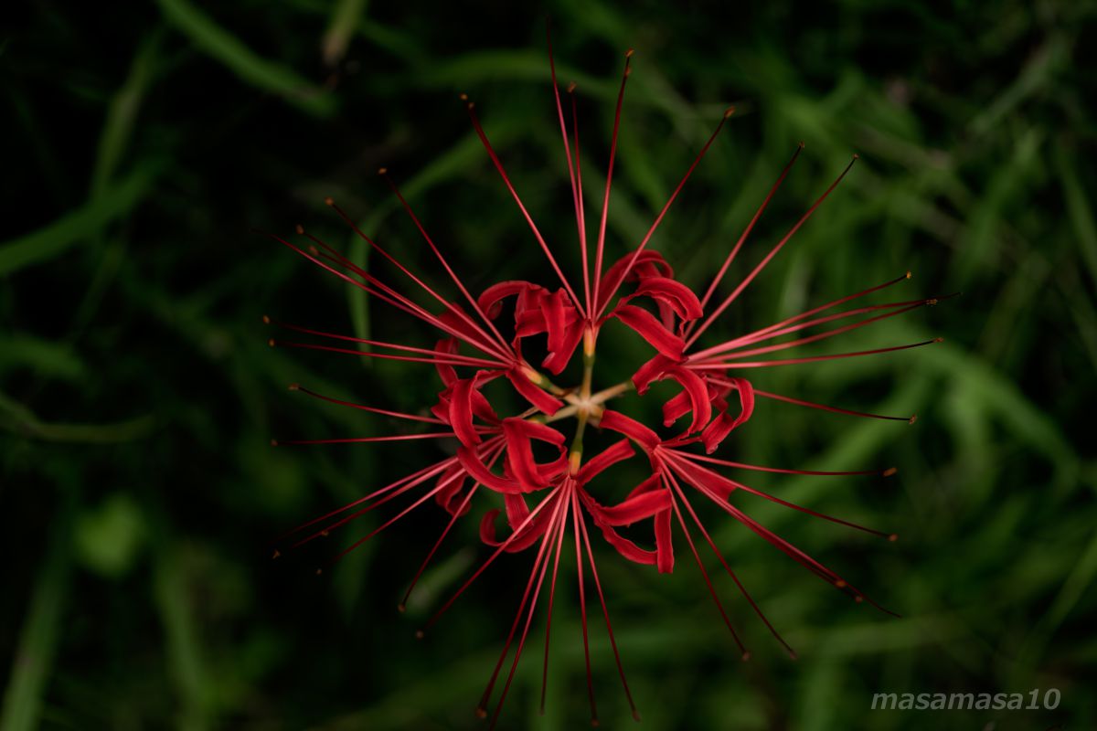 Art of Radial | GANREF