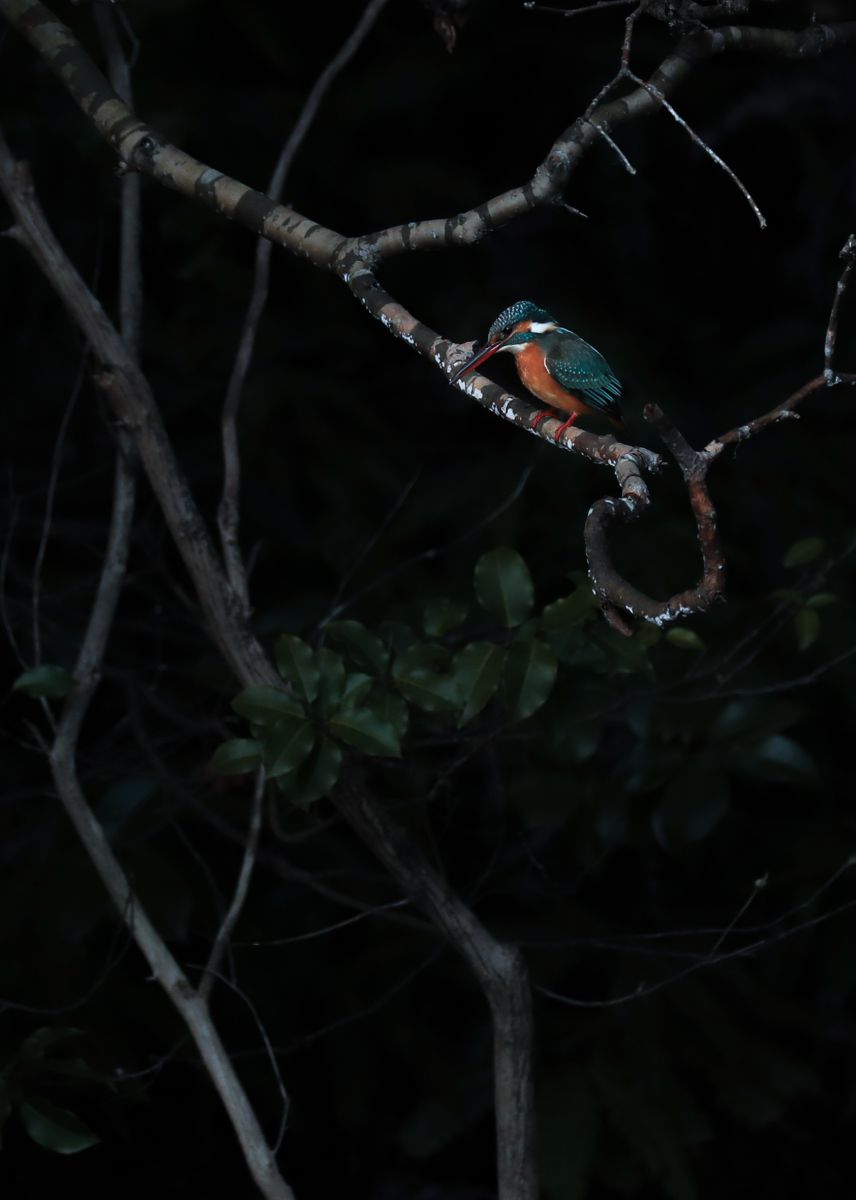 『二月の翡翠 Scene2』 | GANREF