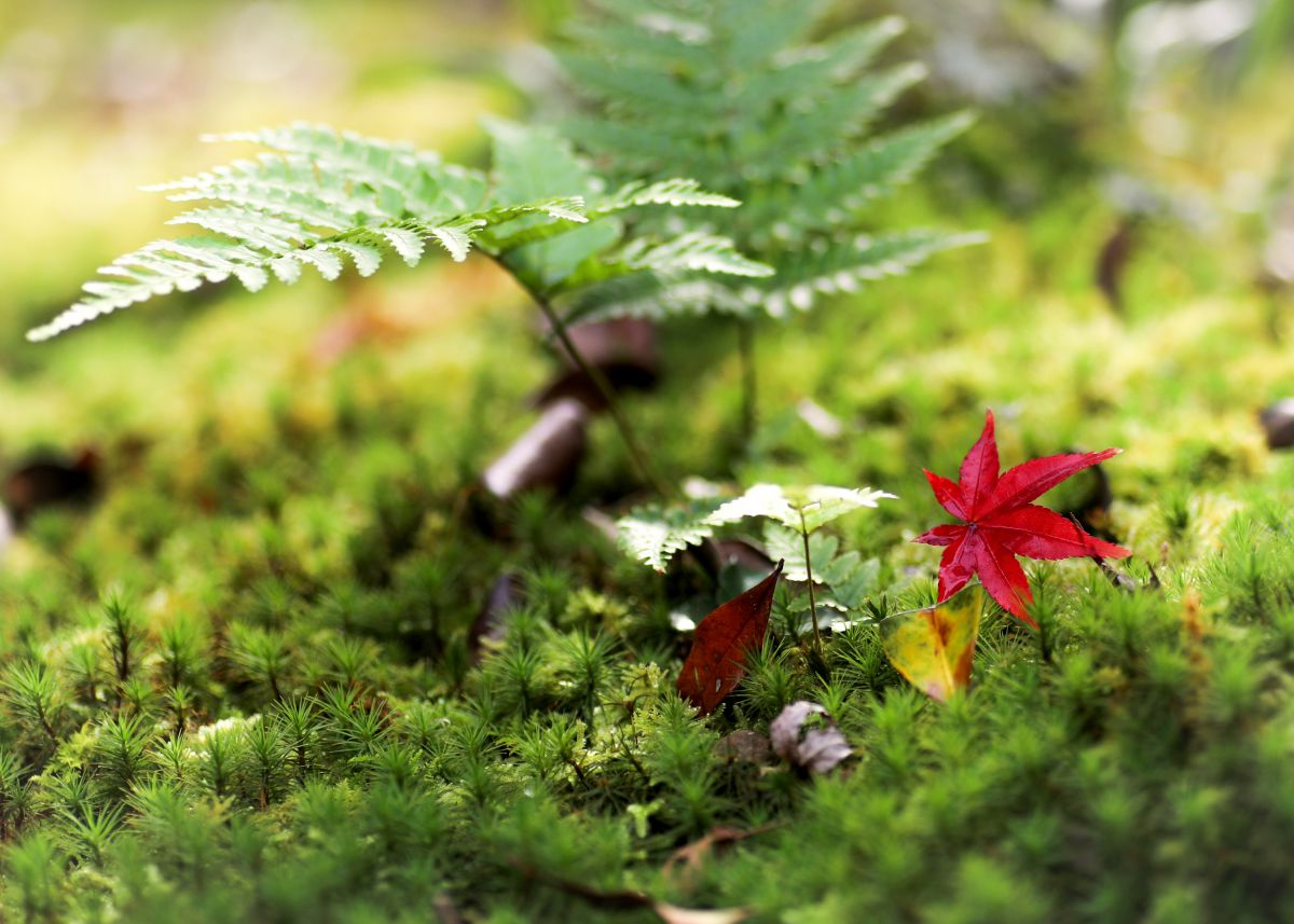 『秋模様vol.7』 | GANREF