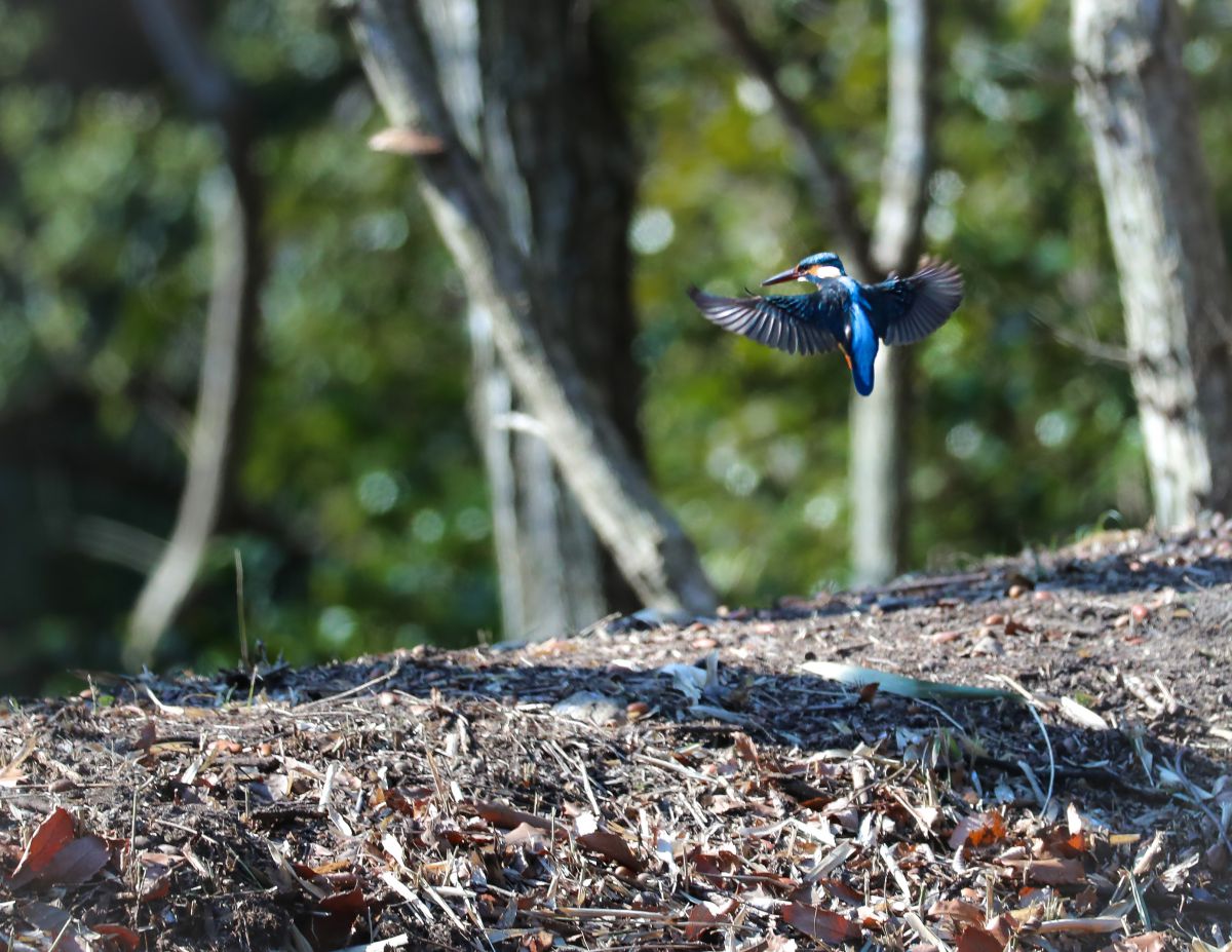 『二月の翡翠 scene15』 | GANREF