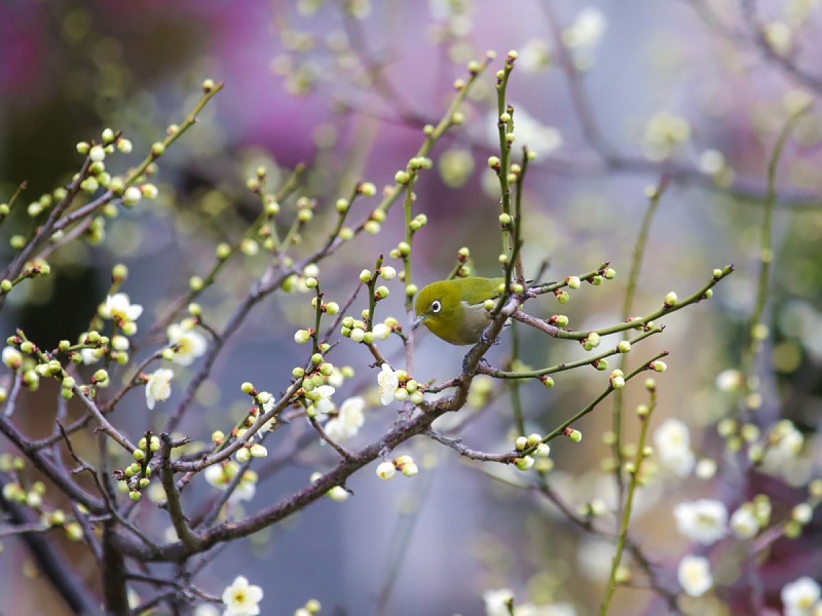 『春が待ち遠しいScene1』 | GANREF