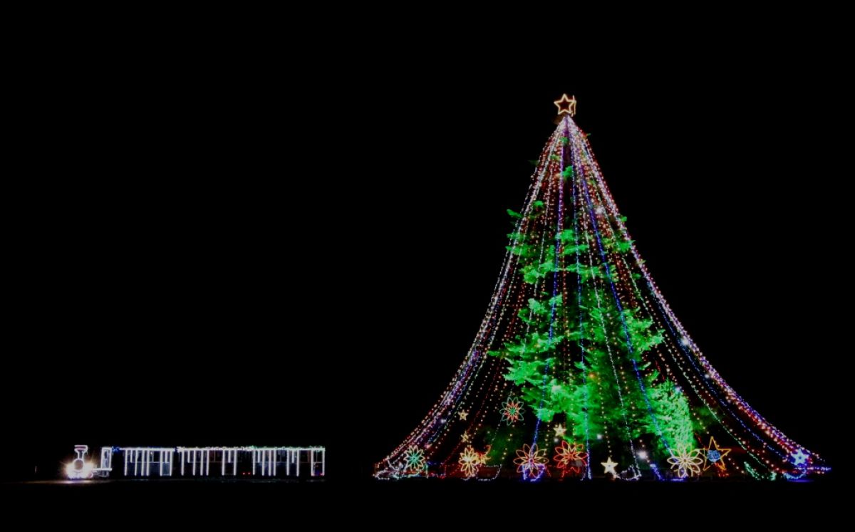 X'mas tree. | GANREF