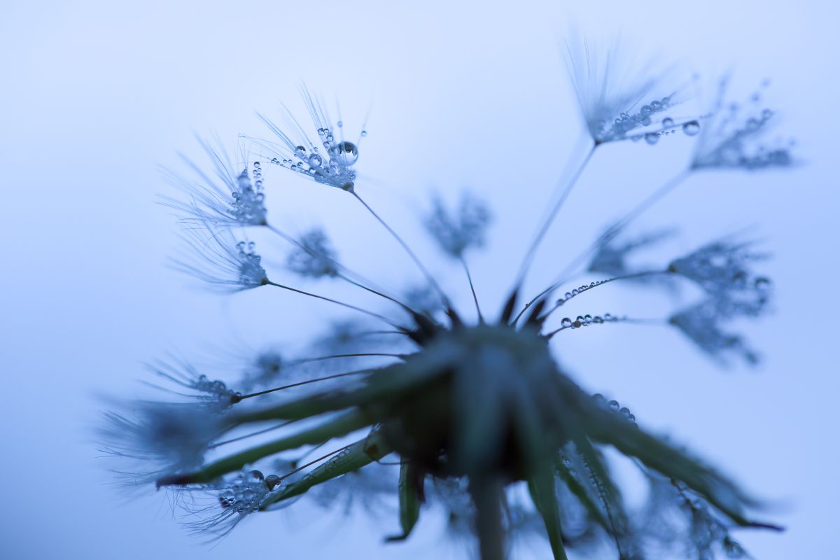 綿毛と雫 (close-up) | GANREF
