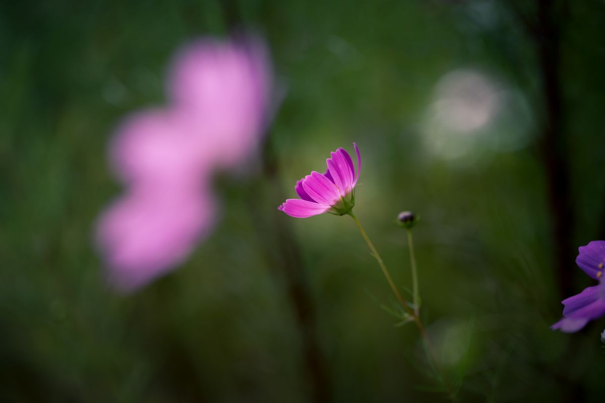 Cosmic flower | GANREF