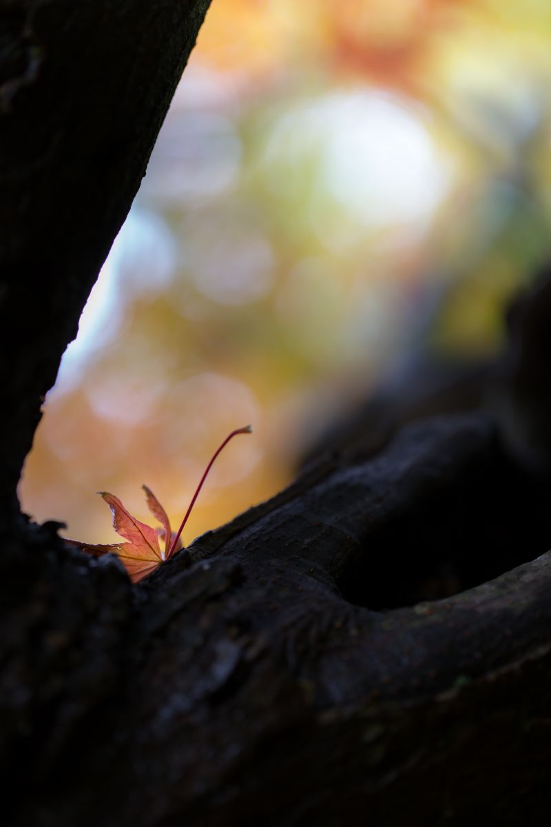 安らかに | GANREF