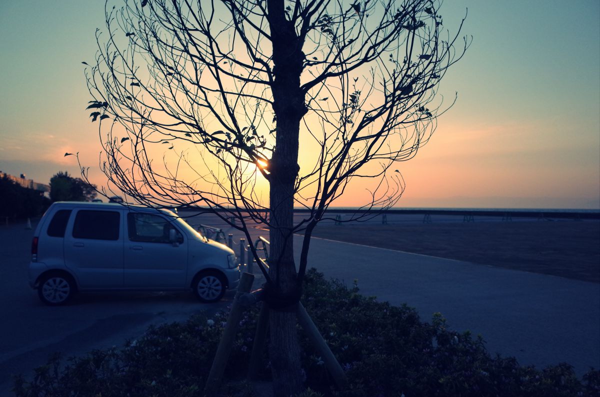 sunset & tree | GANREF