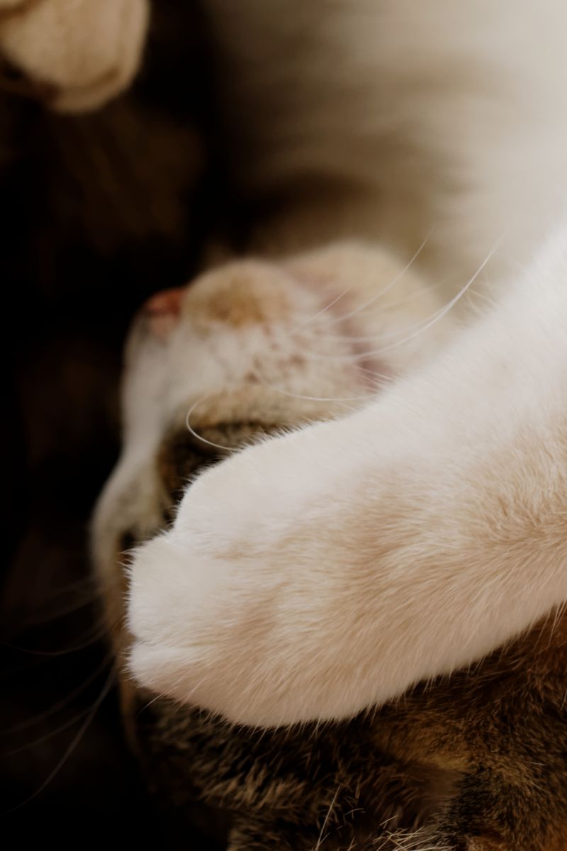 眩しいにゃ | GANREF