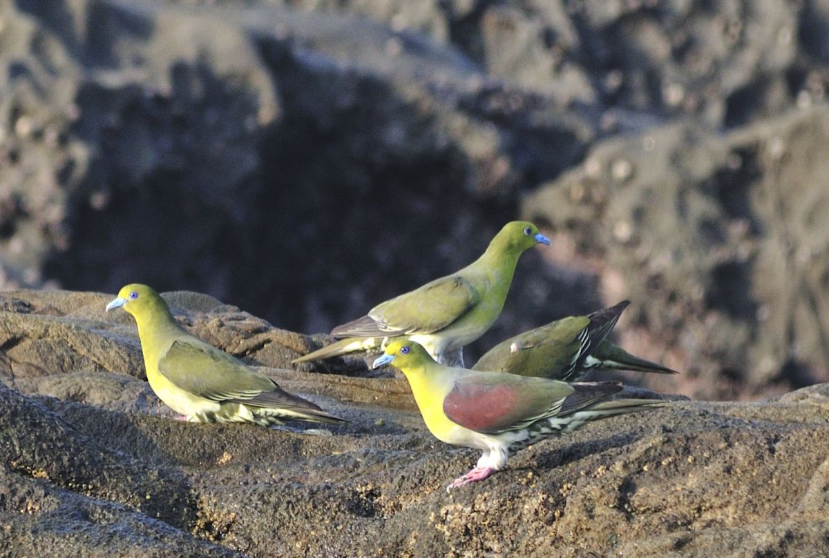 2011.8.9 大磯（照崎海岸）_21.jpg | GANREF