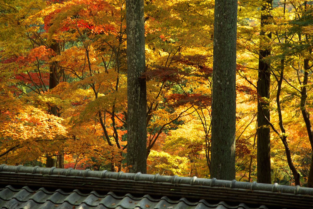 晩秋の輝き | GANREF