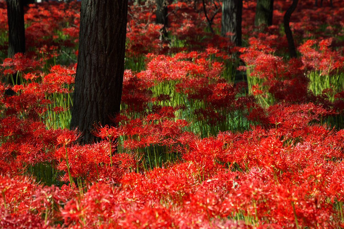 燃え盛る頃 | GANREF