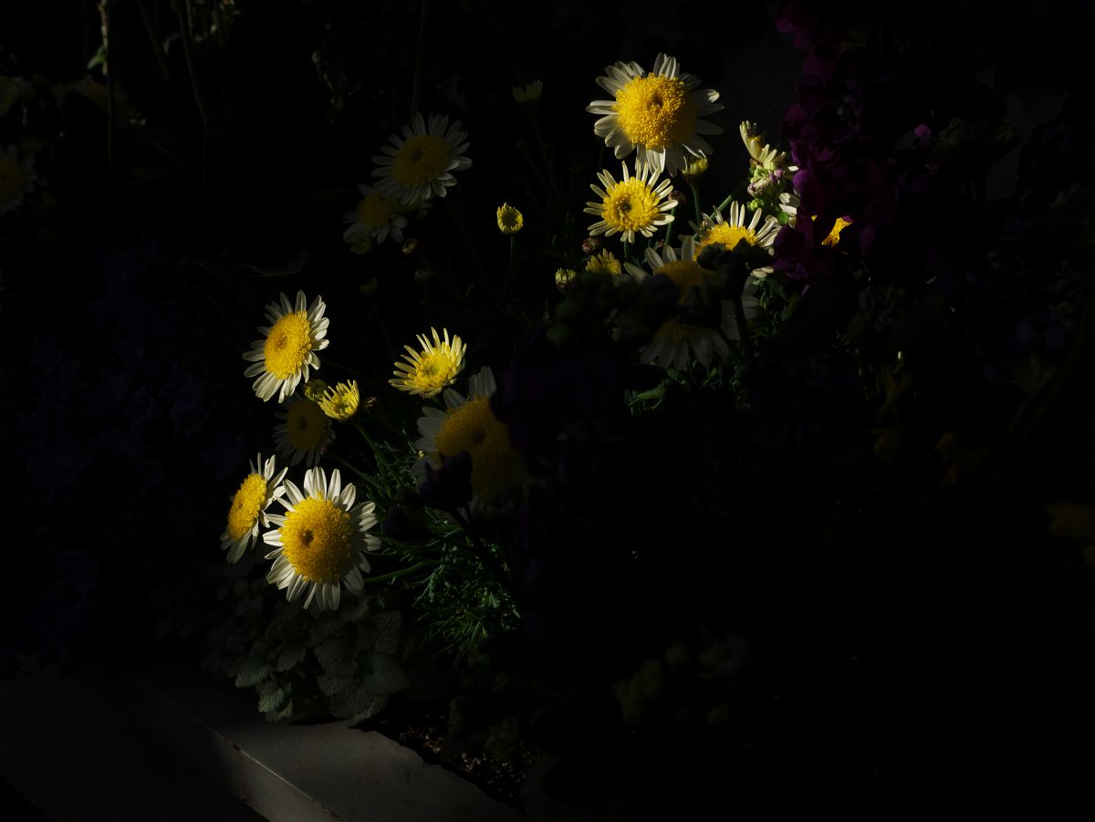 flower in shadow 6 | GANREF