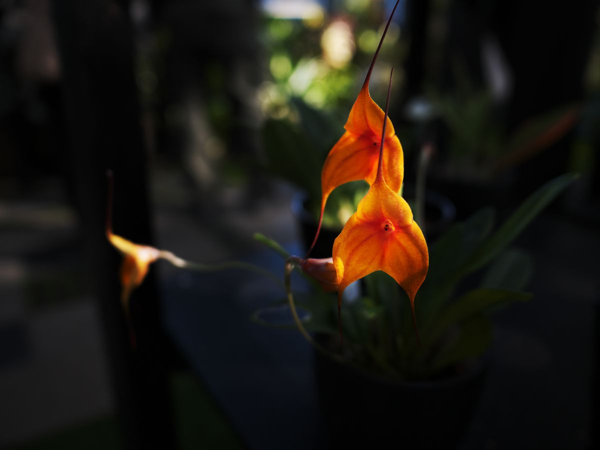 flower in shadow 3 | GANREF