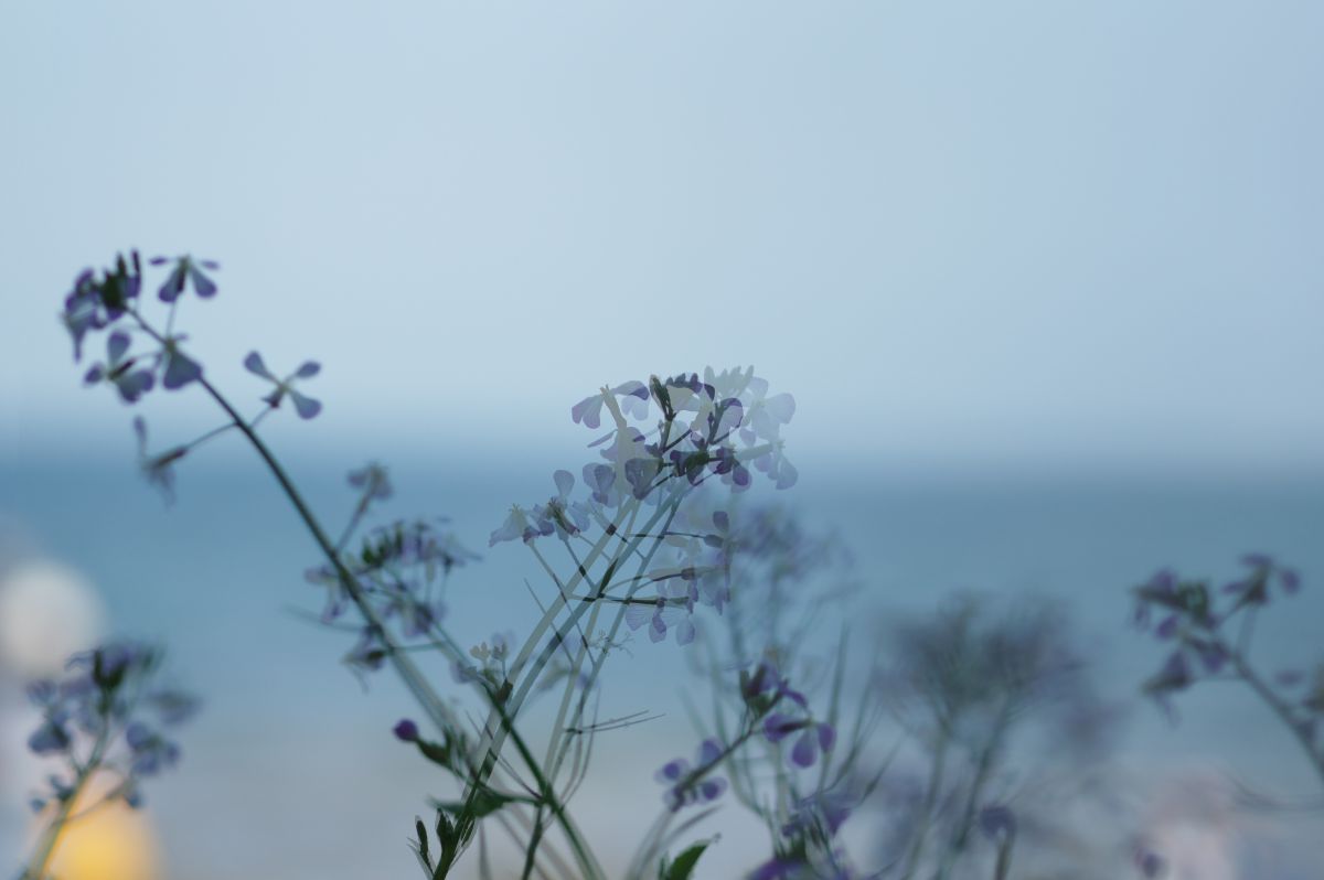 HDRマジック1 | GANREF