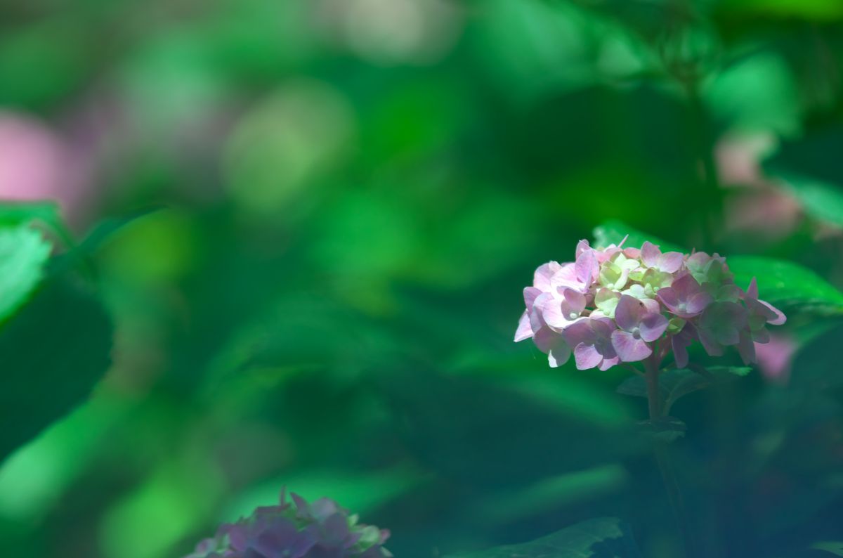 夢か現か | GANREF