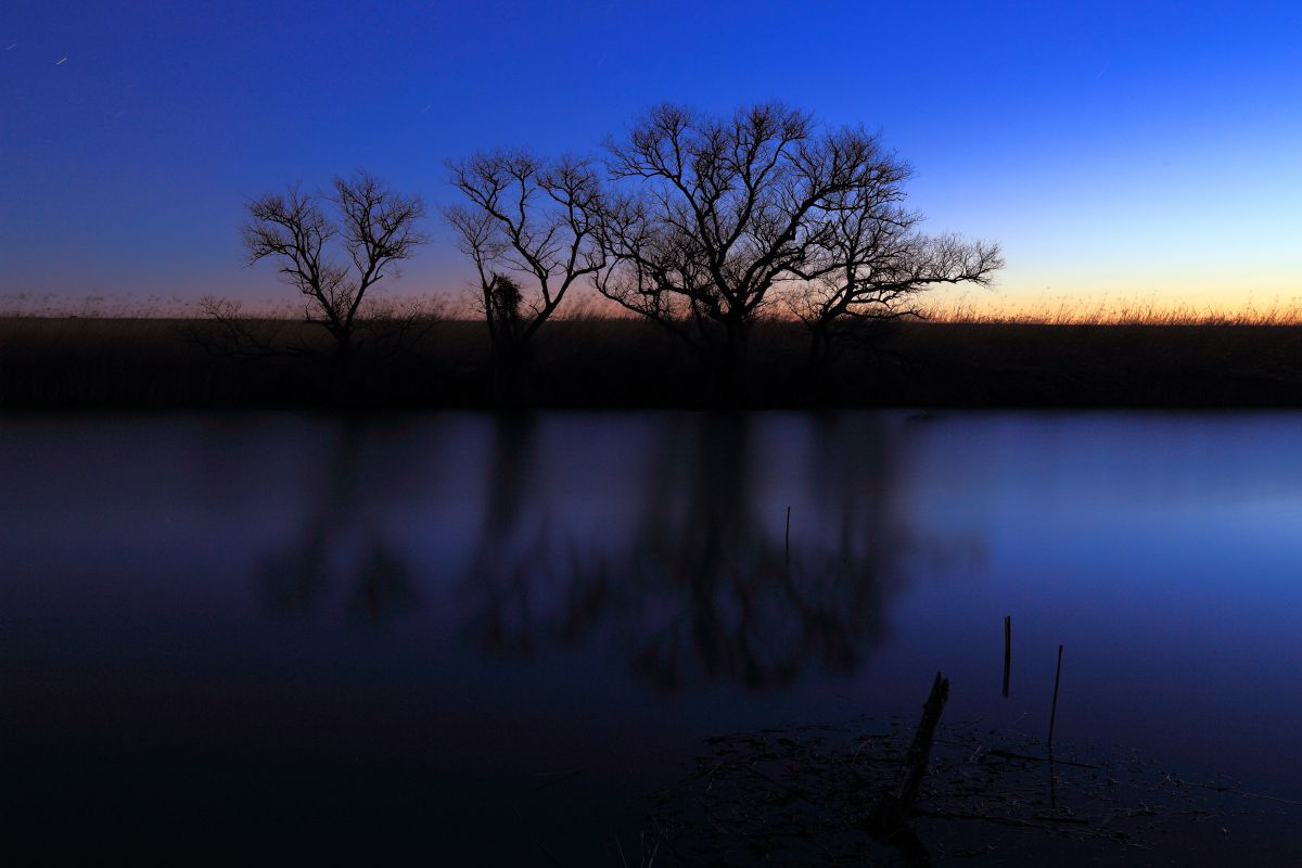 Symbol Tree | GANREF