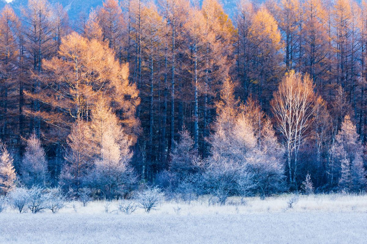 winter prelude | GANREF