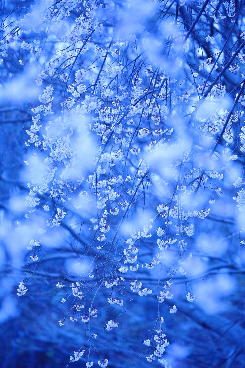 春の習作（IV） | GANREF