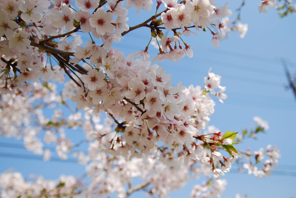 サクラ満開 | GANREF