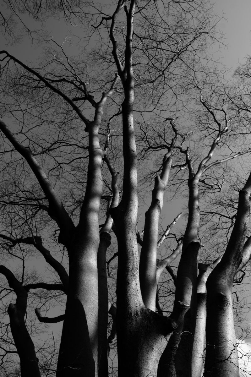 tree of life | GANREF