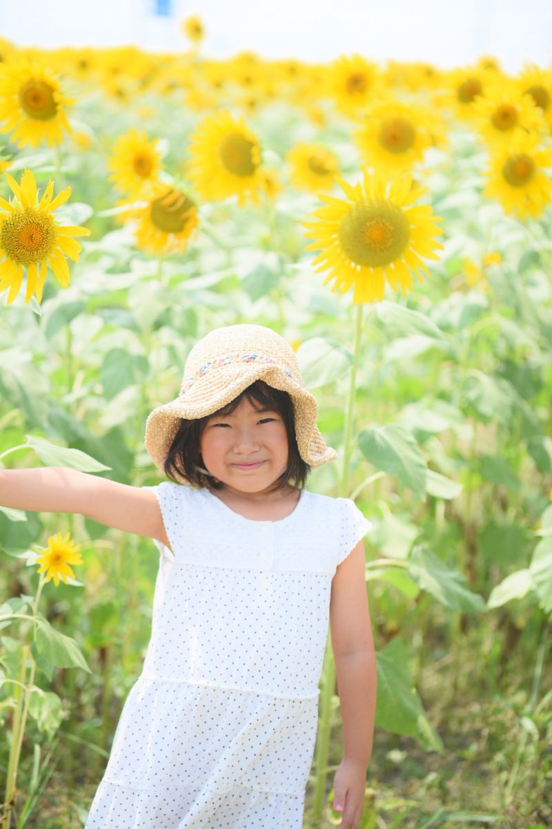 今年の向日葵は背が高いよ。 | GANREF