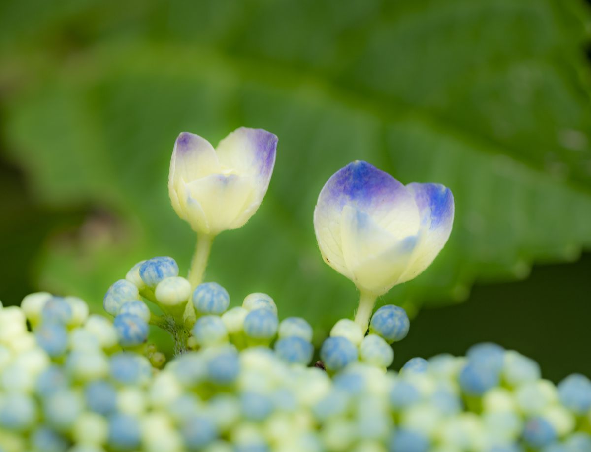 紫陽花 SMALL | GANREF