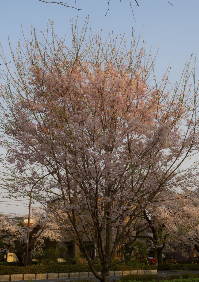 マチザクラ(8) | GANREF