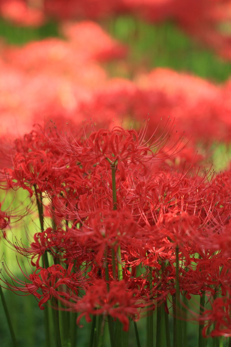 朱色に誘われて | GANREF