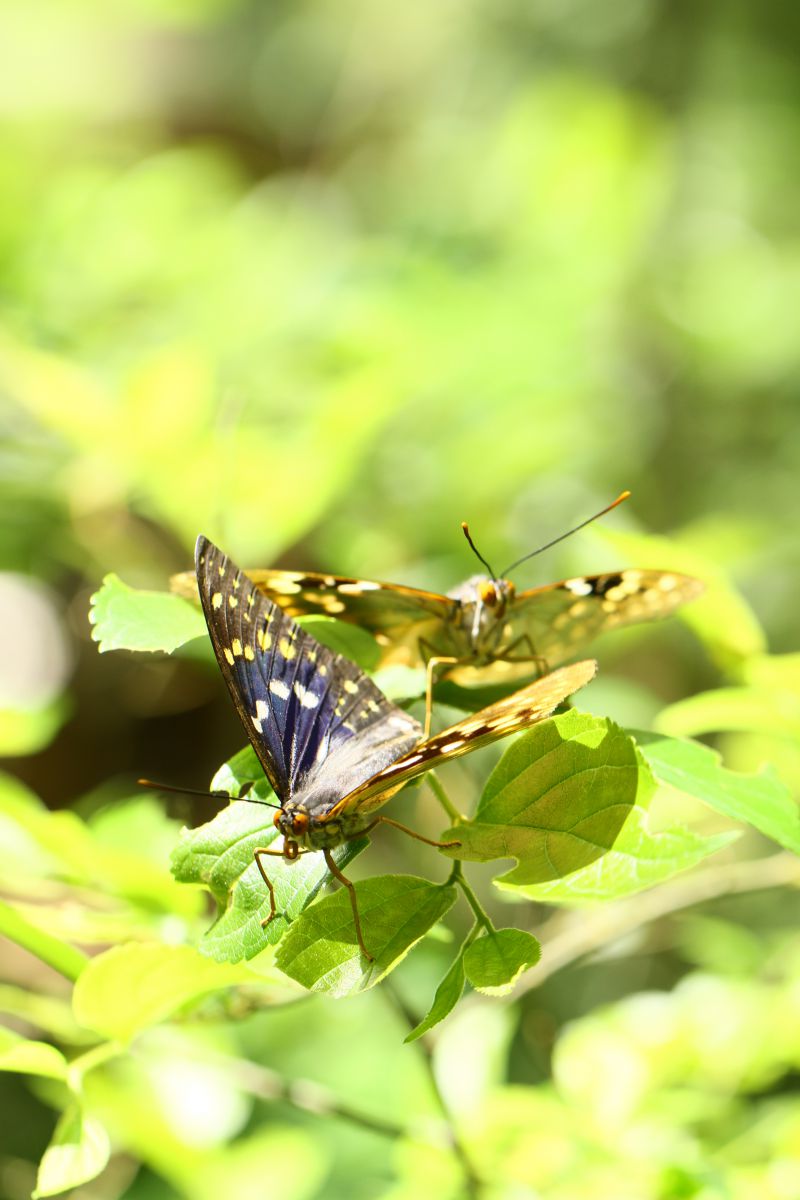 オオムラサキ ペア 2016 | GANREF