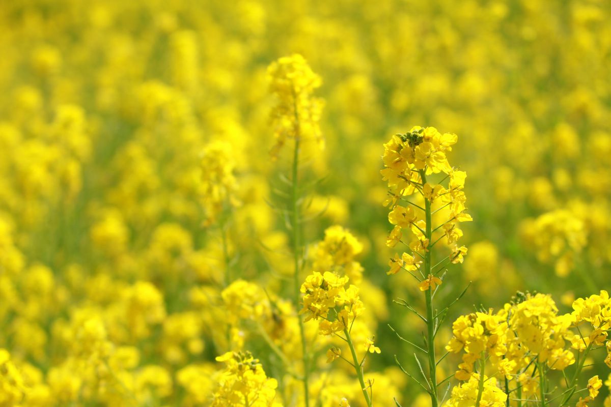 Yellow world | GANREF