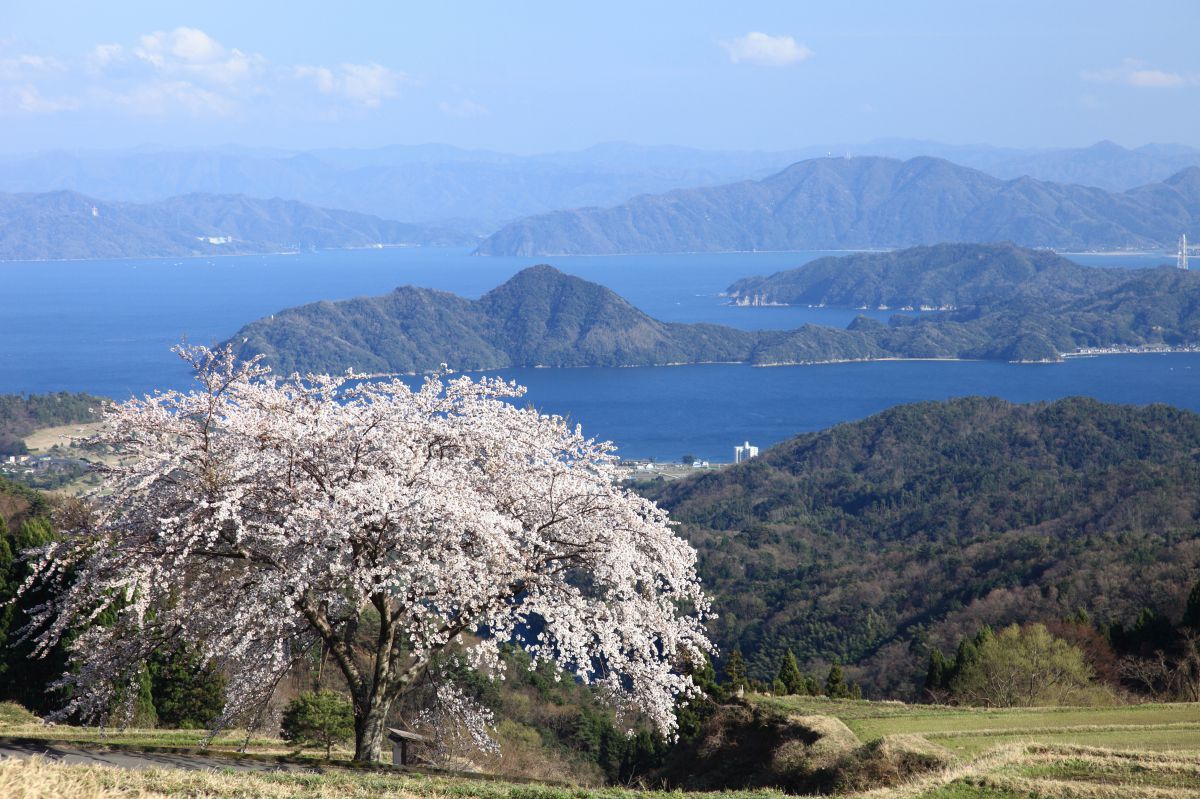 山の春.JPG | GANREF