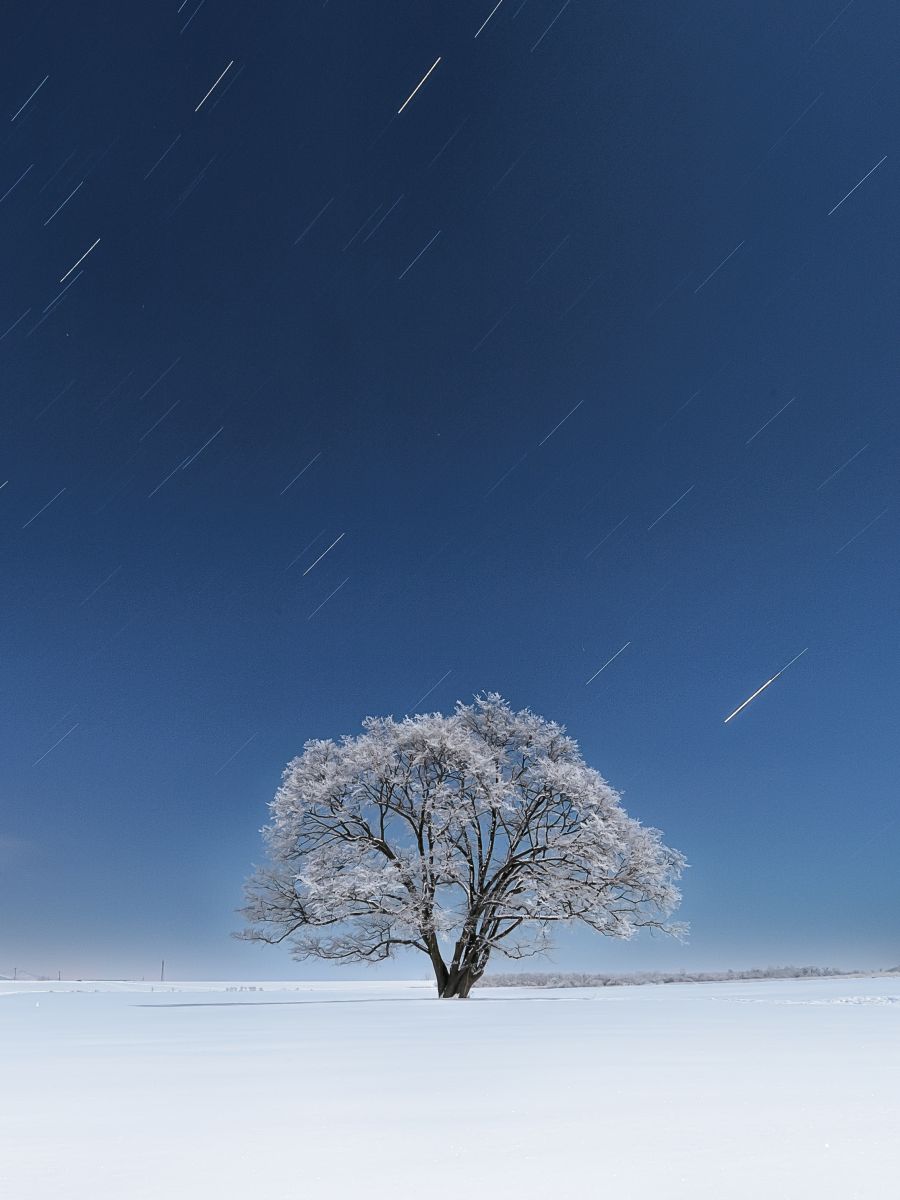 Blooming in the winter sky | GANREF