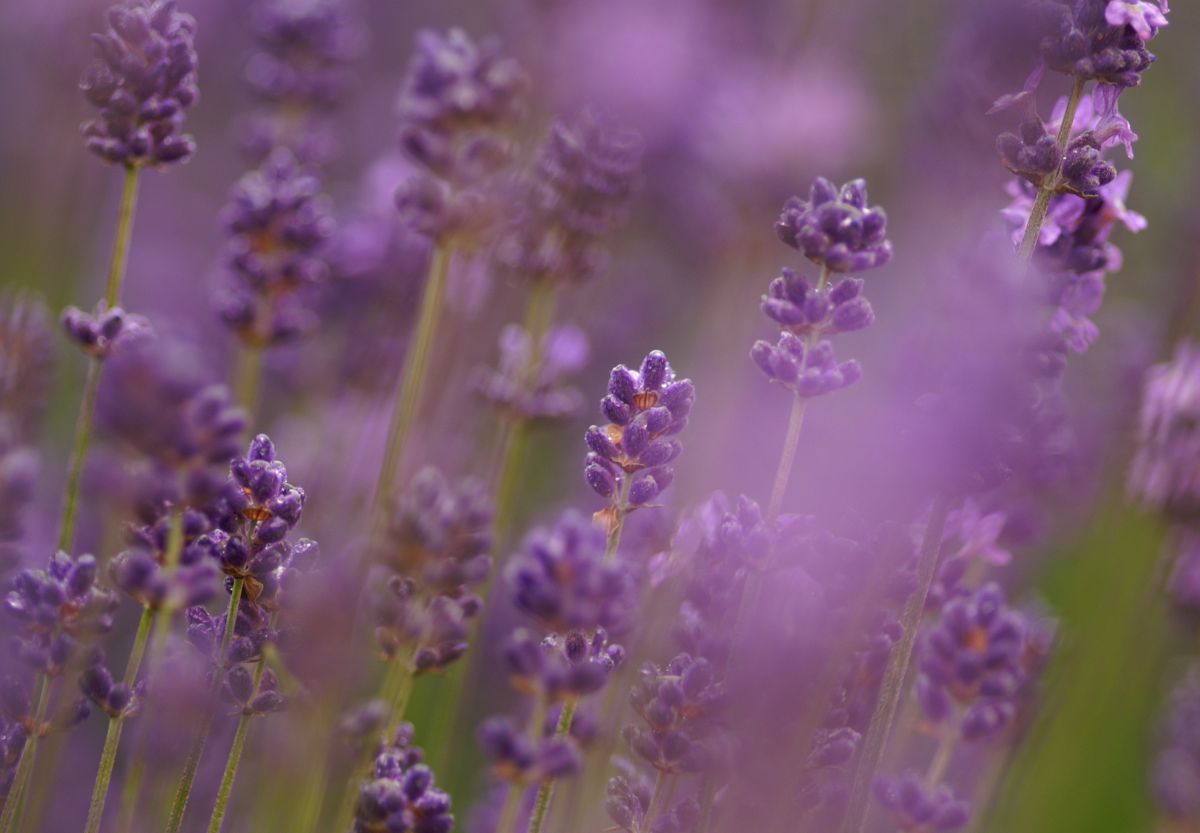 lavender | GANREF