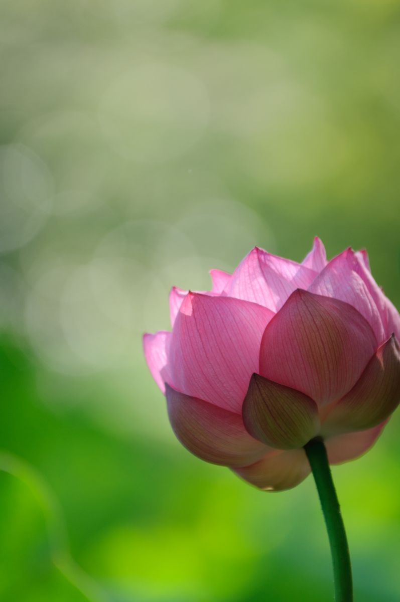 乙女のオーラ♪ | GANREF