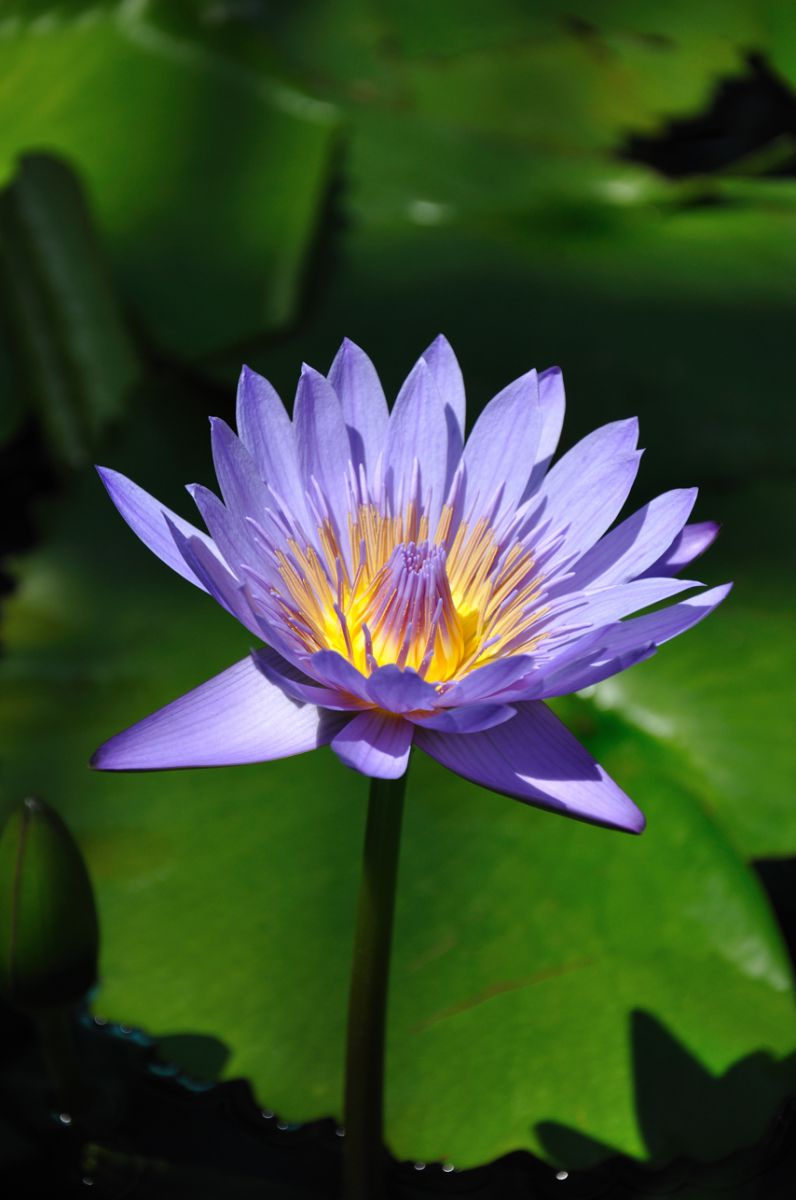 Nymphaea lotus 1 | GANREF
