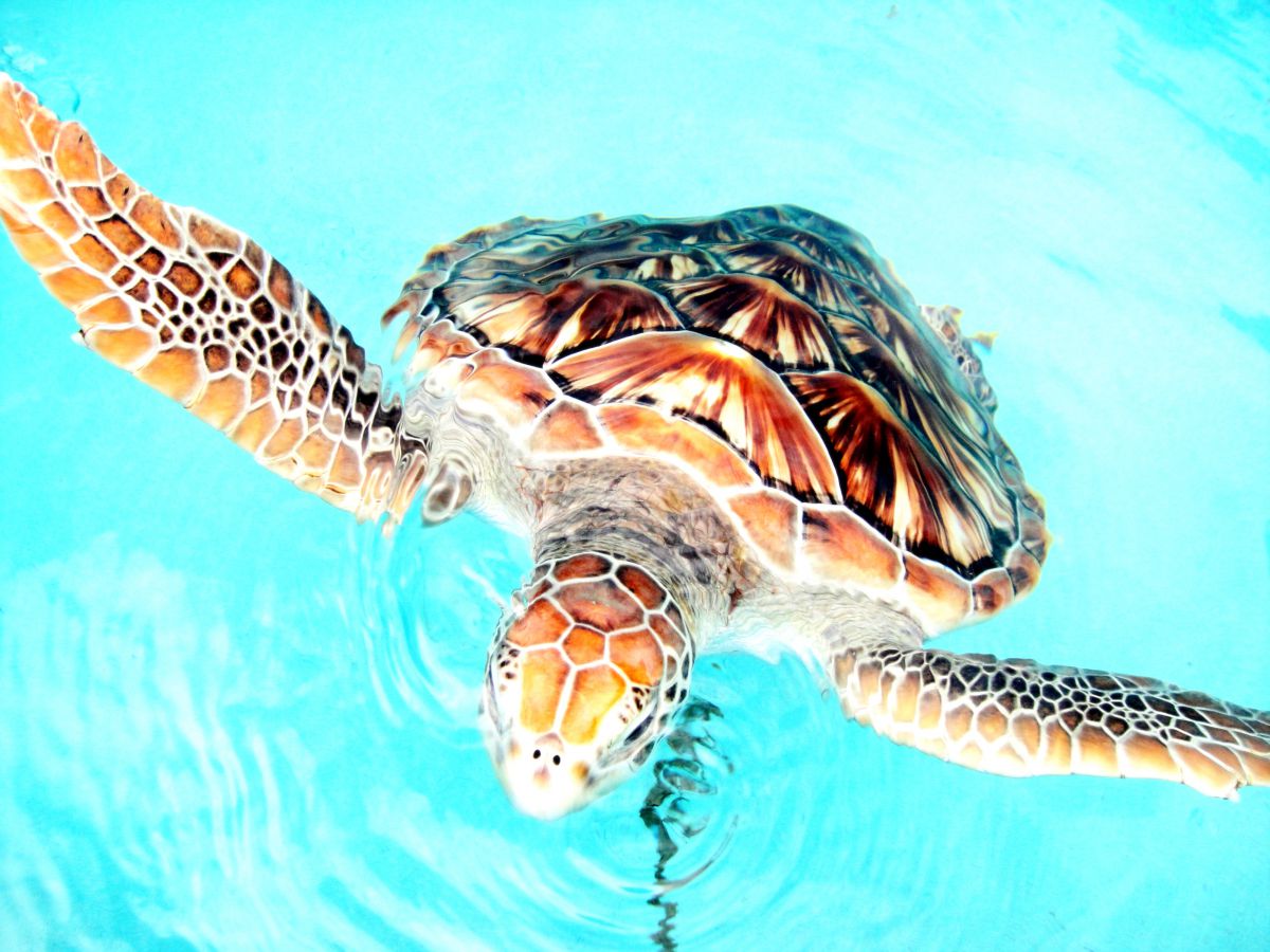 into the blue | GANREF