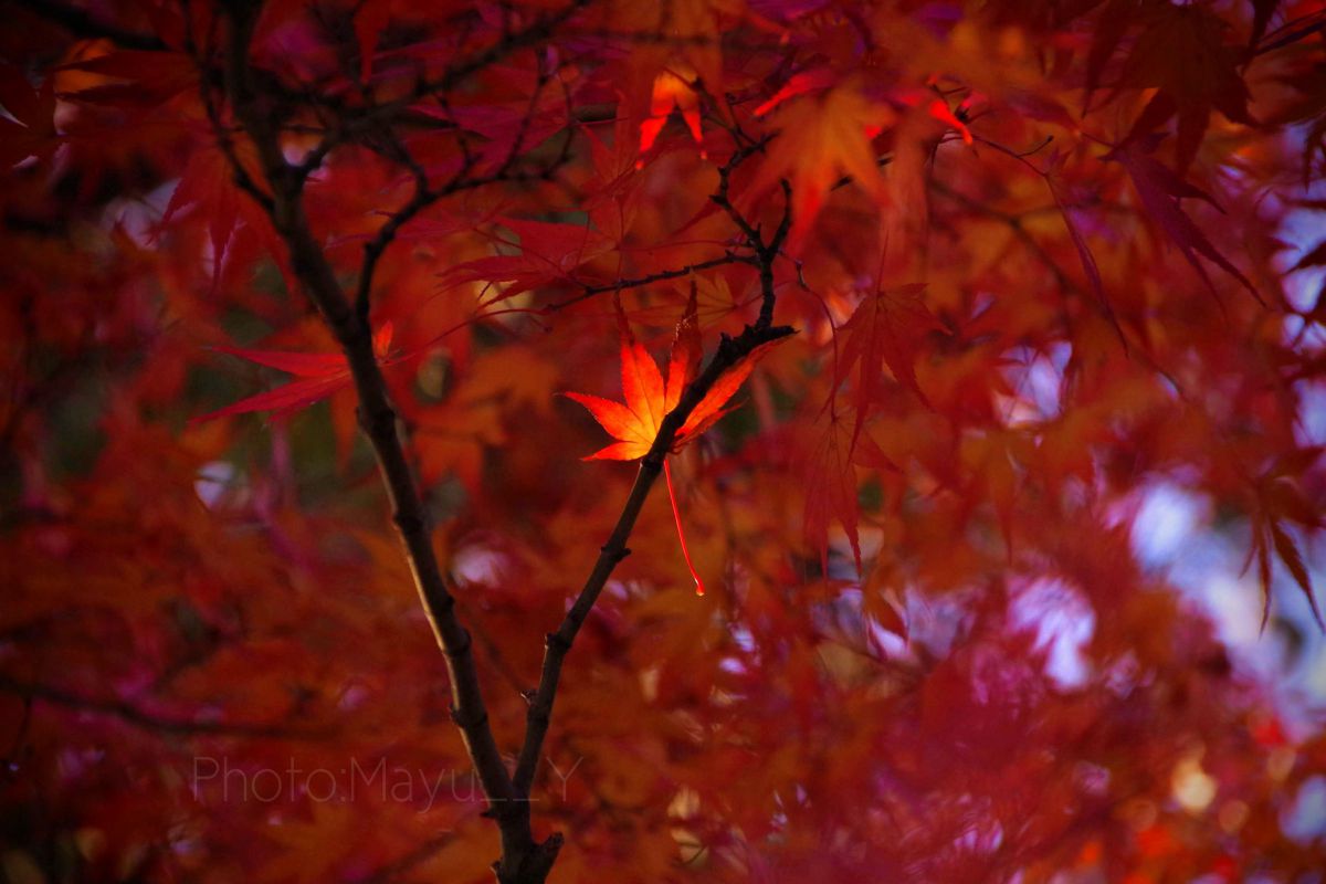 1576161105368.jpg | GANREF