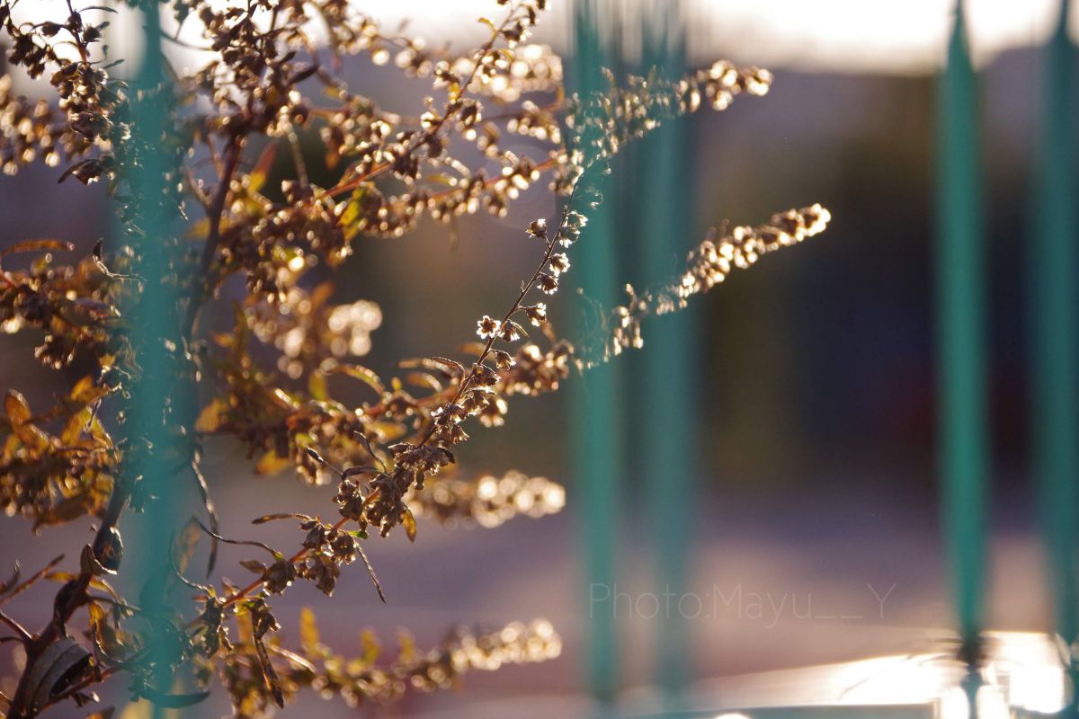 1576161661995.jpg | GANREF