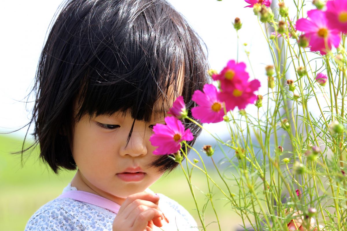 コスモスと | GANREF