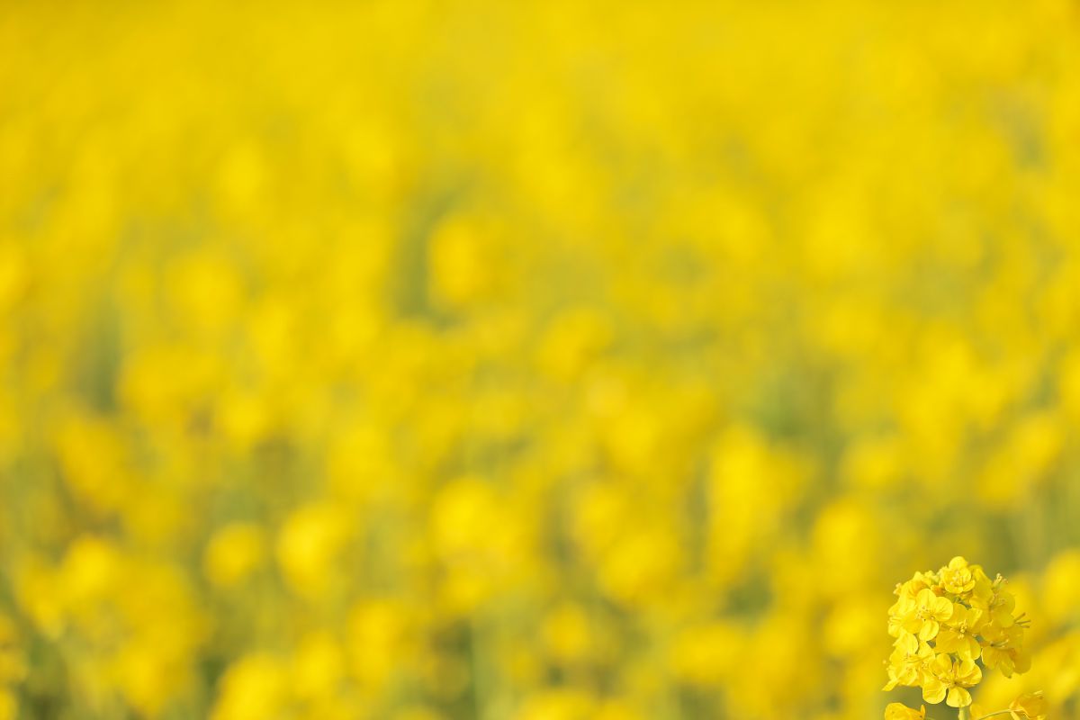 Field of Yellow | GANREF