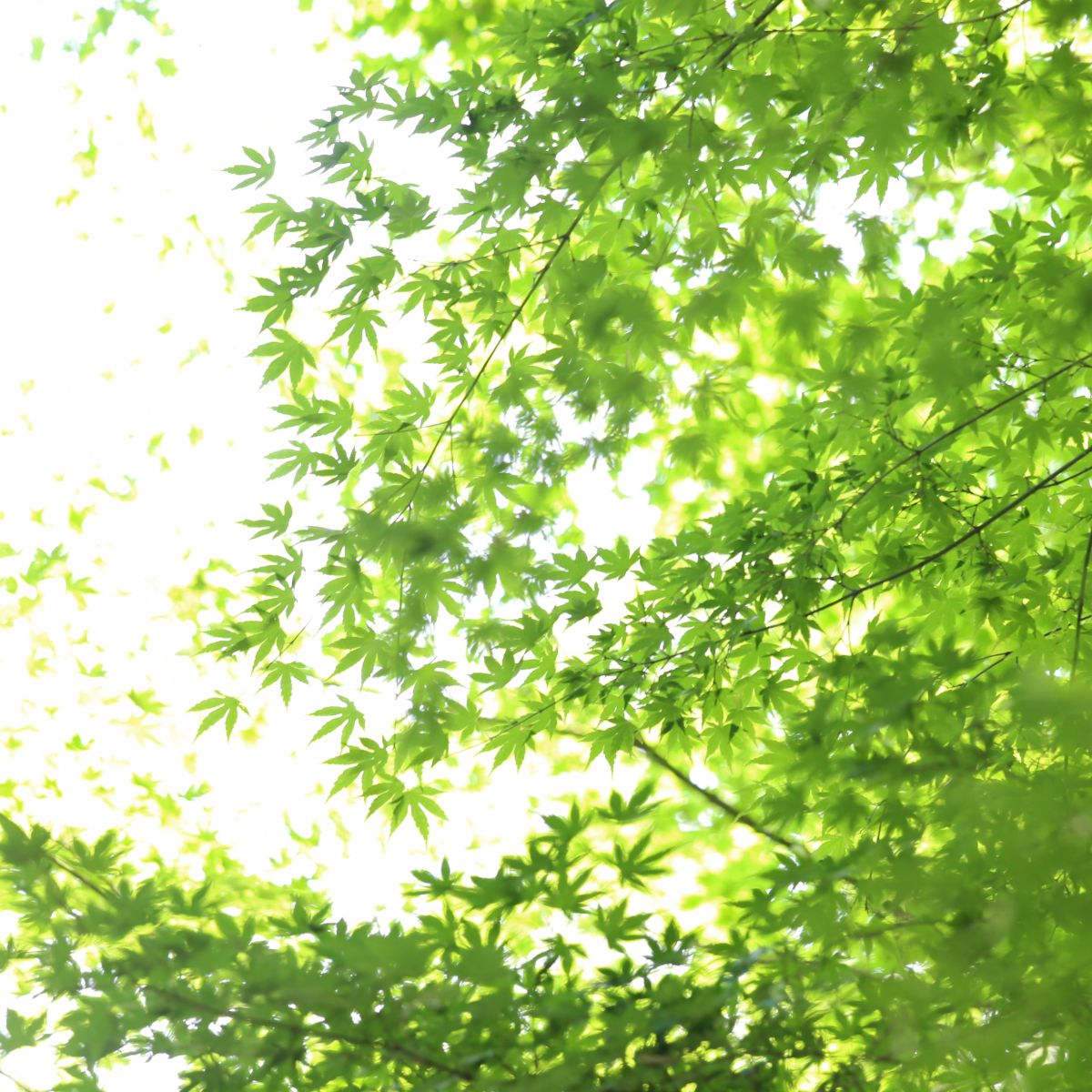 Light Green | GANREF