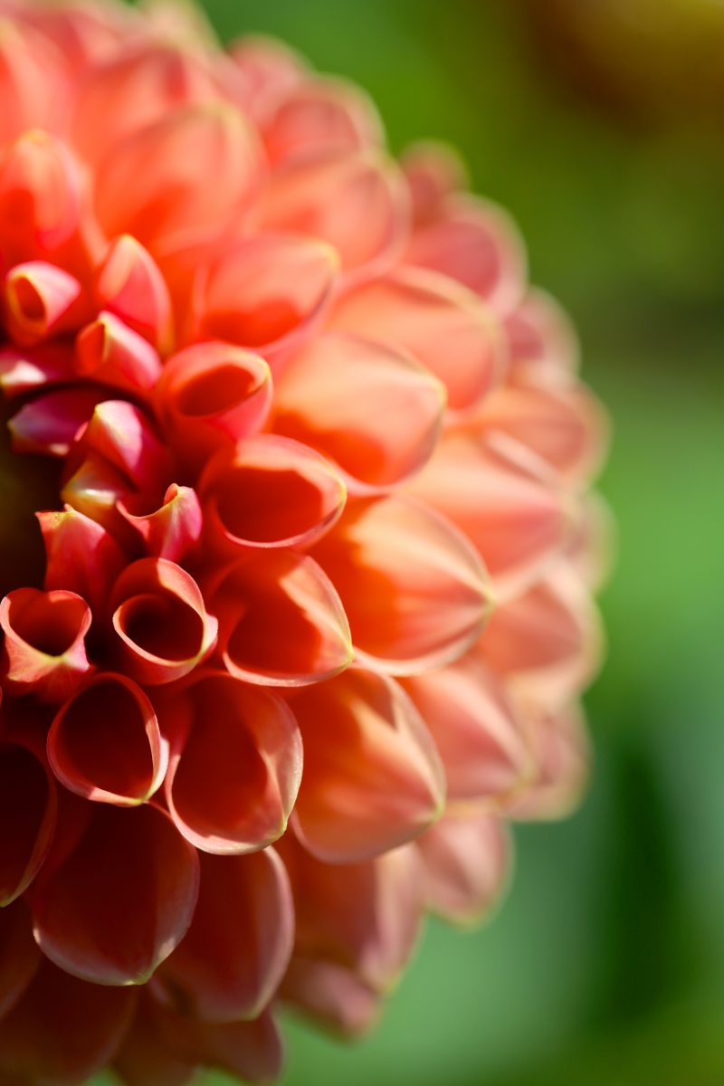 Orange Moon | GANREF