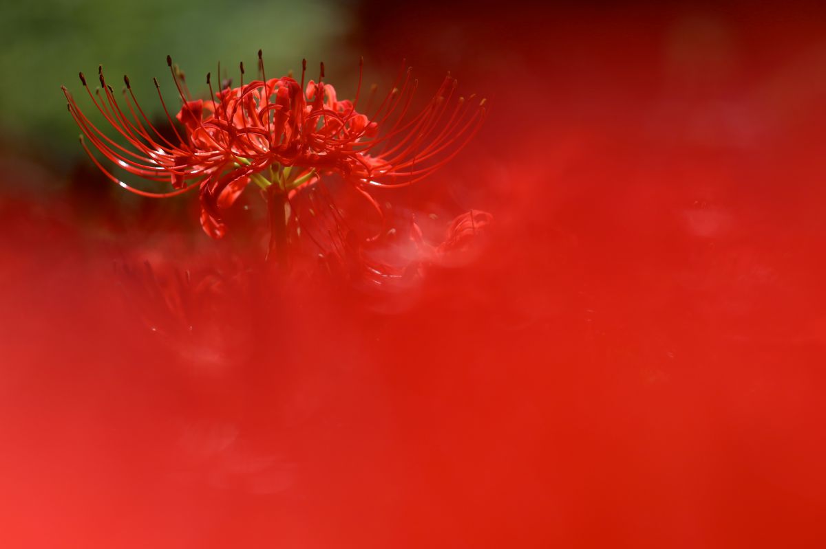 Crimson Dream | GANREF