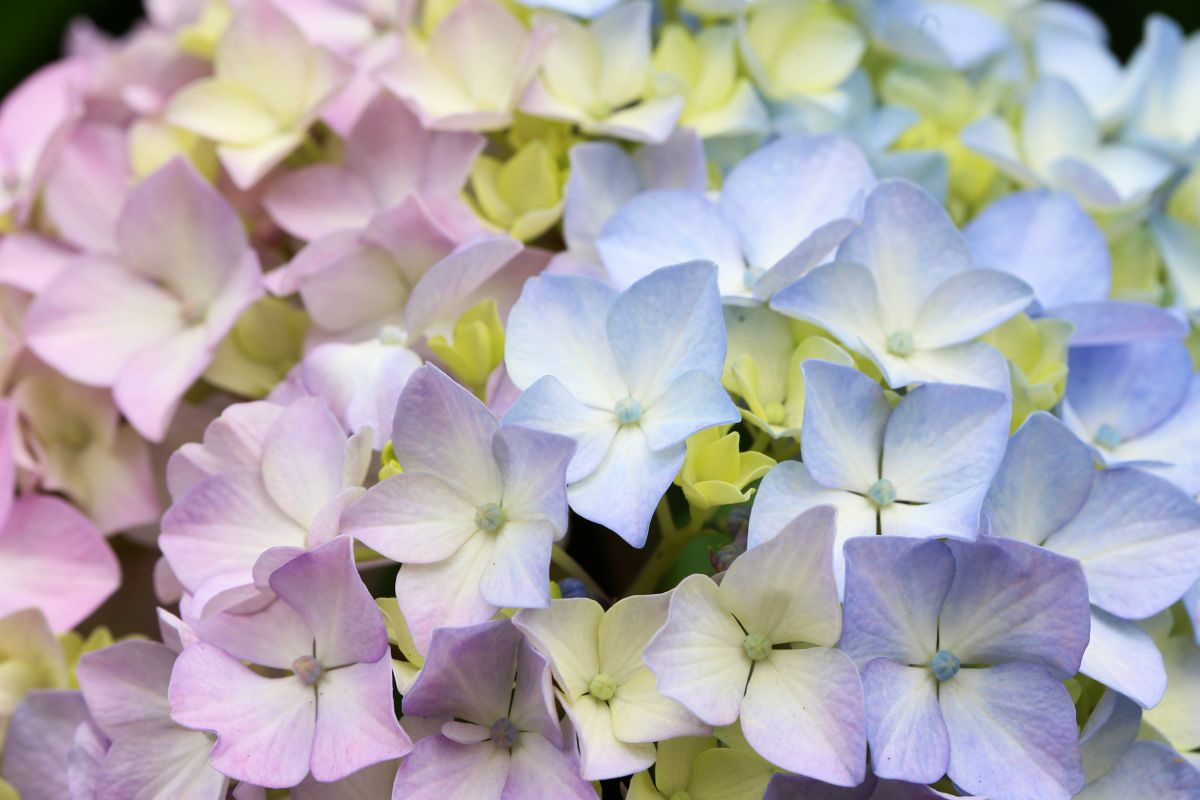 Rainbow Gradation | GANREF