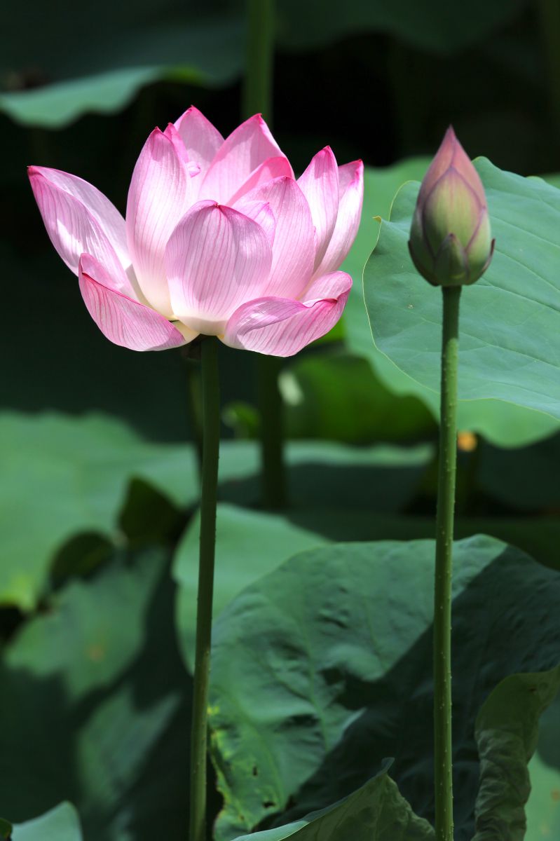 Before and After | GANREF