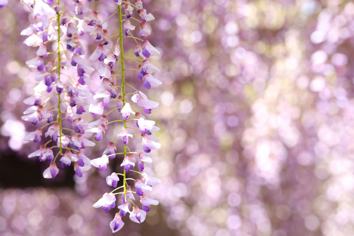 Light Purple | GANREF