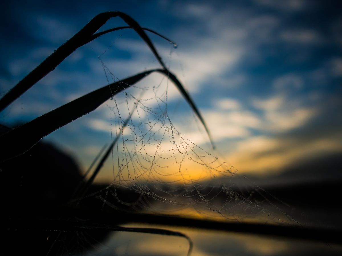 art of spider | GANREF