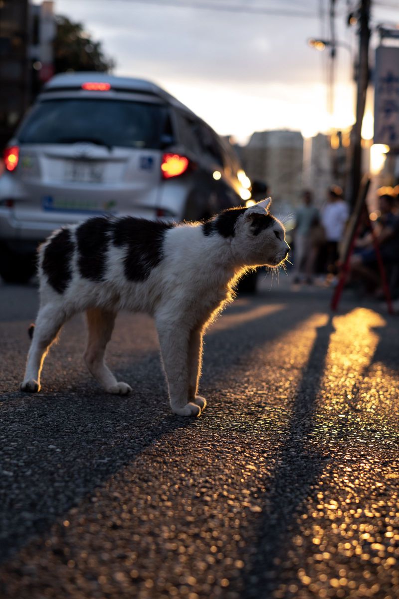 黄昏にゃん part.3 | GANREF
