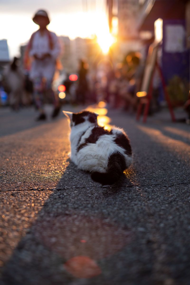 黄昏にゃん part.1 | GANREF